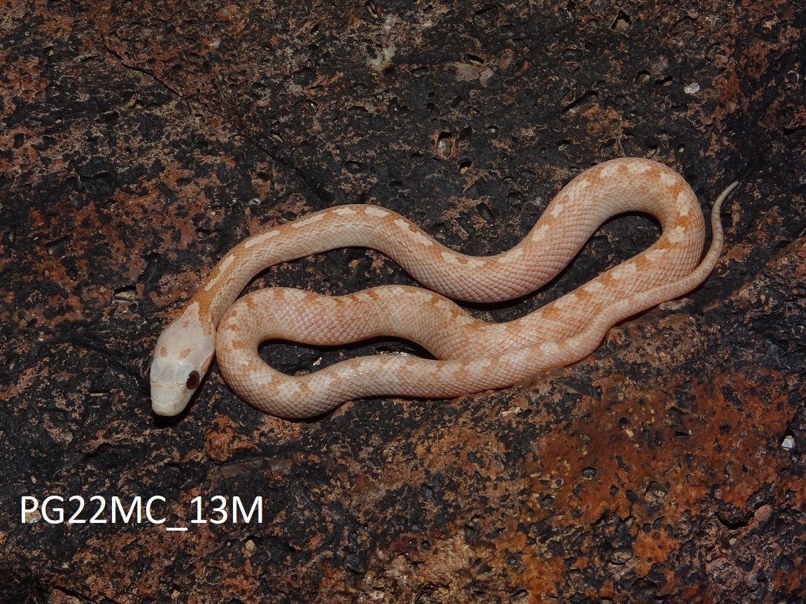 2022 Plasma Tessera Hypo Male Corn Snake by Burkhardt Reptiles ...