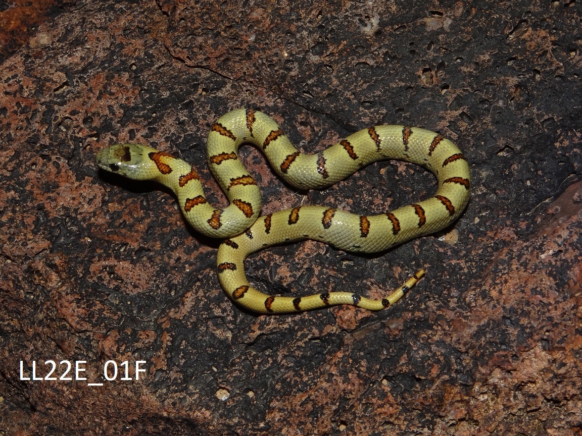 Green Line L. Leonis Nuevo Leon Kingsnake by Burkhardt Reptiles ...