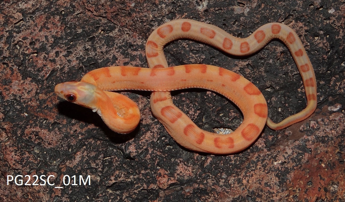 2022 Motley Scaleless Male Corn Snake by Burkhardt Reptiles ...