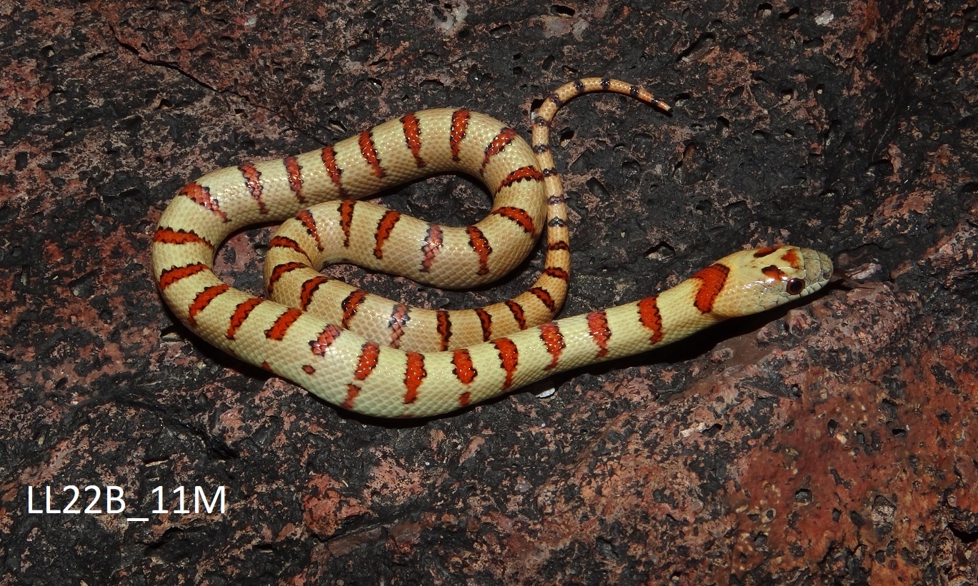 2022 L Leonis (Hansen Stock) Nuevo Leon Kingsnake by Burkhardt Reptiles ...