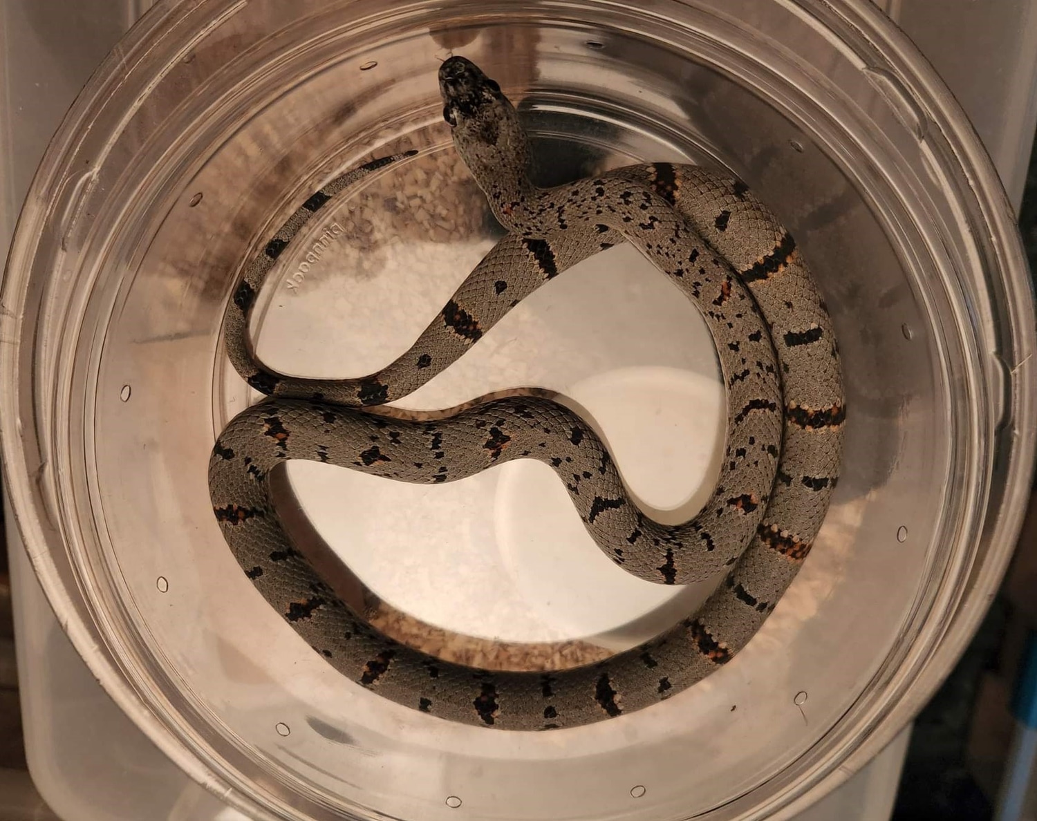 Adult F1 Christmas Mountain Alterna Gray-banded Kingsnake by Burkhardt ...