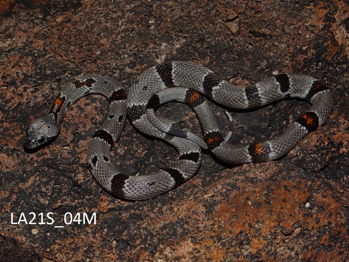 Burkhardt Reptiles & Invertebrates's Collection - MorphMarket