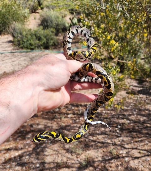 Chinese Mandarin Mandarin Rat Snake by Burkhardt Reptiles & Invertebrates