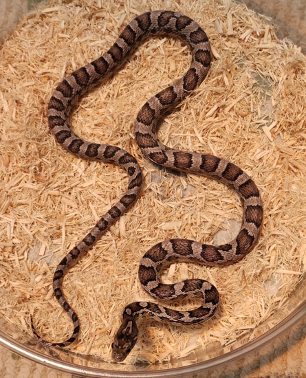 Devil's Garden (Anery) Male Corn Snake by Burkhardt Reptiles ...