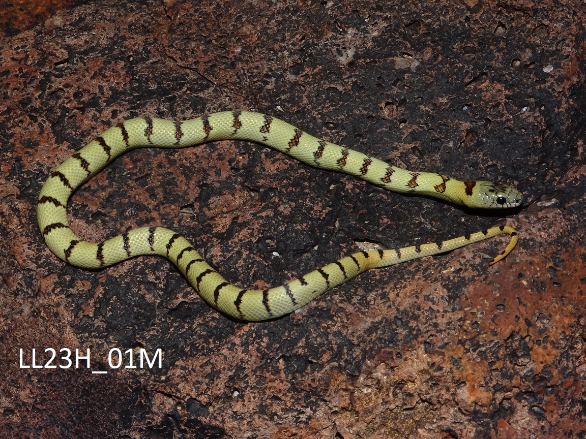 2023 Green Line L. Leonis Nuevo Leon Kingsnake by Burkhardt Reptiles ...