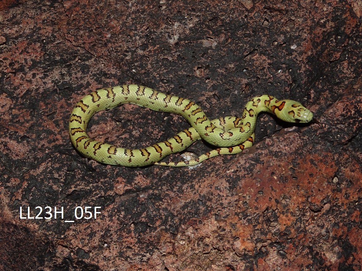 2023 Green Line L. Leonis Nuevo Leon Kingsnake by Burkhardt Reptiles ...