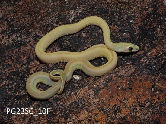 2023 Scaleless Caramel Striped Multi-het Female Corn Snake by Burkhardt ...