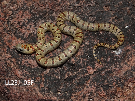 2023 Earthtone Aramberri Leonis Nuevo Leon Kingsnake by Burkhardt ...