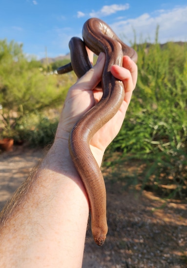 Adult F Eryx Johnii Indian Sand Boa by Burkhardt Reptiles & Invertebrates