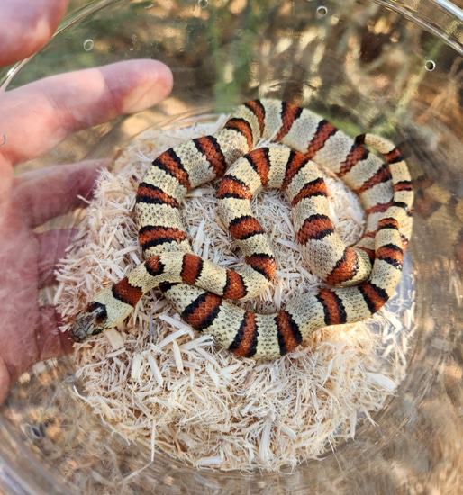 2022 Male Earthtone Nuevo Leon Kingsnake by Burkhardt Reptiles ...
