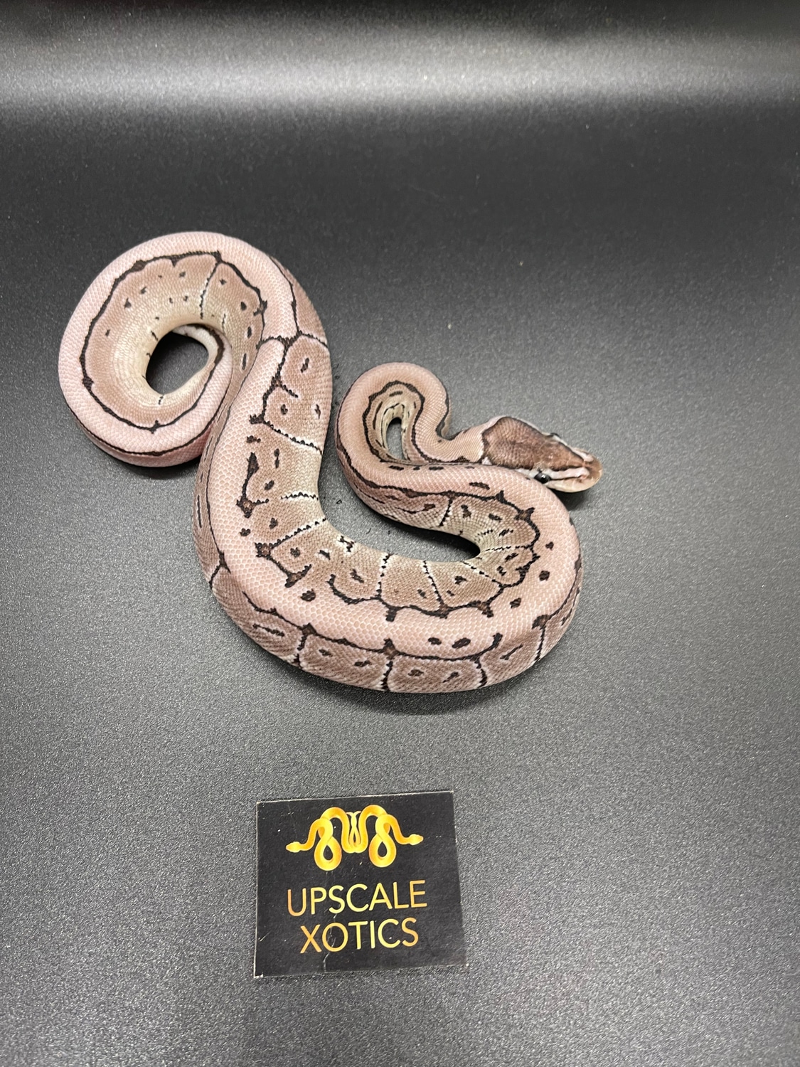 Axanthic Pinstripe 66% Het Lavender Ball Python by Upscale X-otics - MorphMarket