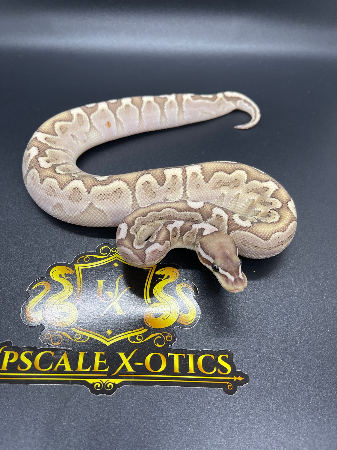 Bamboo 50% Het Puzzle Ball Python by Upscale X-otics - MorphMarket