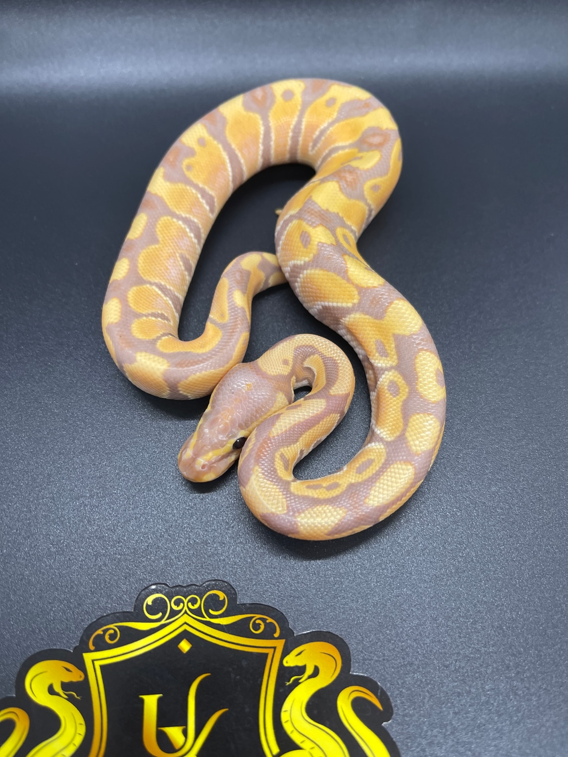 Banana Blade Het Clown Prob. Enchi Ball Python by Upscale X-otics ...