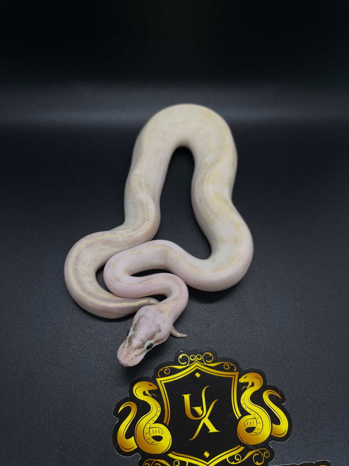 Pastel Ivory (Prob. Super Pastel) Ball Python by Upscale X-otics - MorphMarket