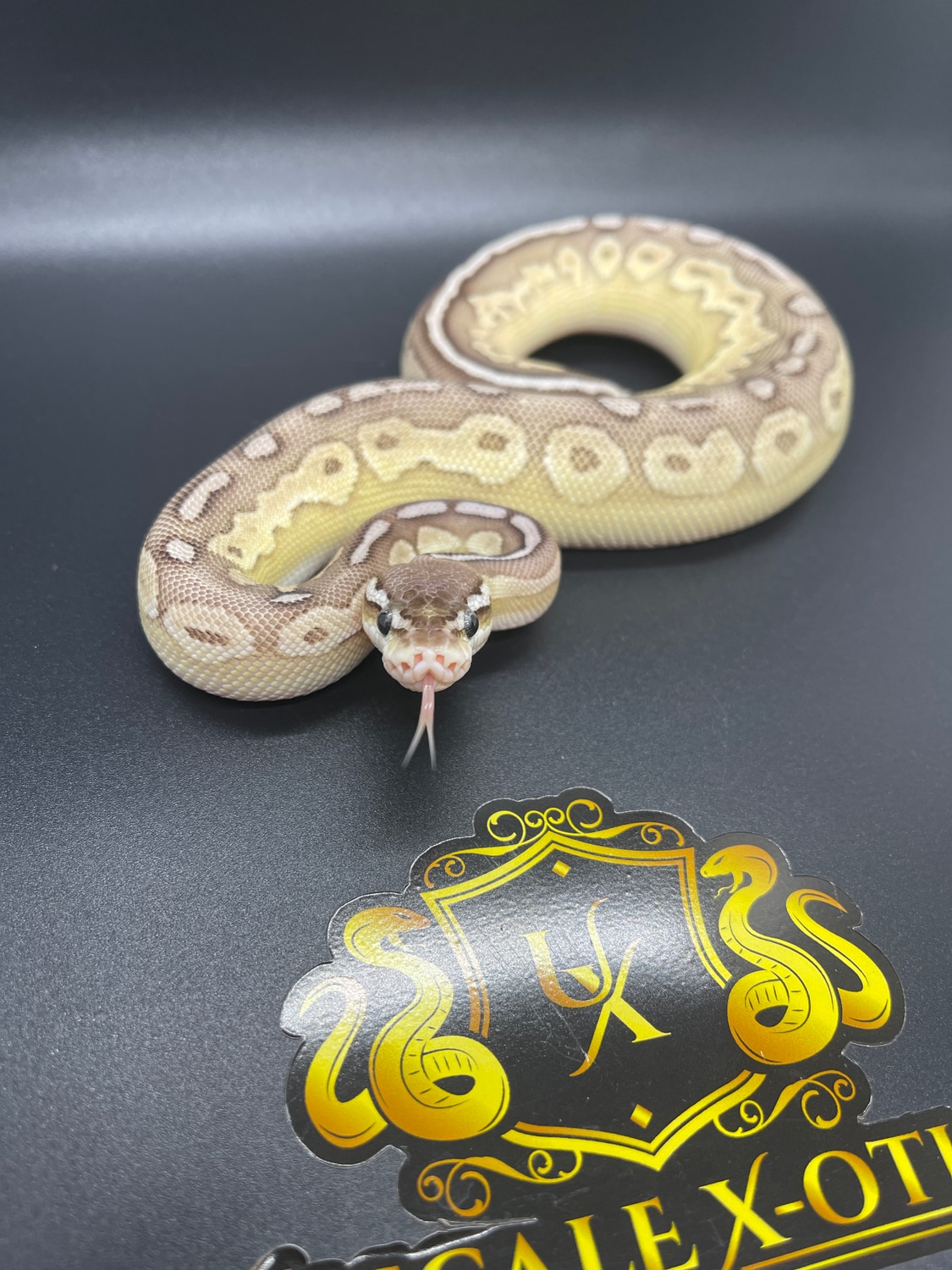 Pastel Cinnamon Lesser (Pos Super Pastel) Ball Python by Upscale X ...