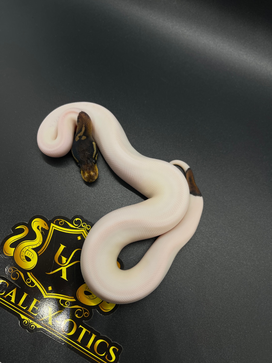 Black Pastel Pied Ball Python by Upscale X-otics - MorphMarket