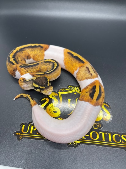 Leopard Pied Het Ultramel Ball Python by Upscale X-otics