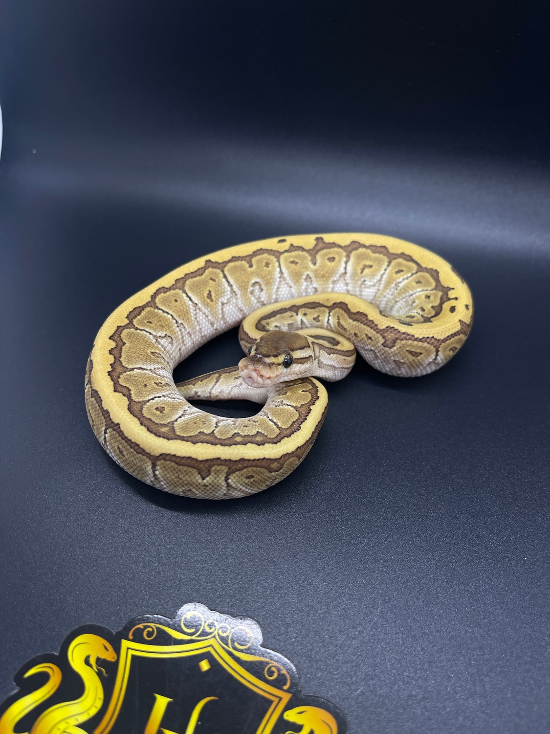 Lesser Pinstripe Het Hypo Ball Python by Upscale X-otics - MorphMarket