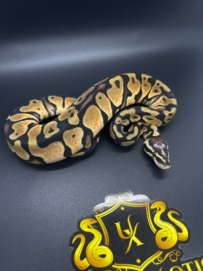 Pastel Microscale Ball Python by Upscale X-otics