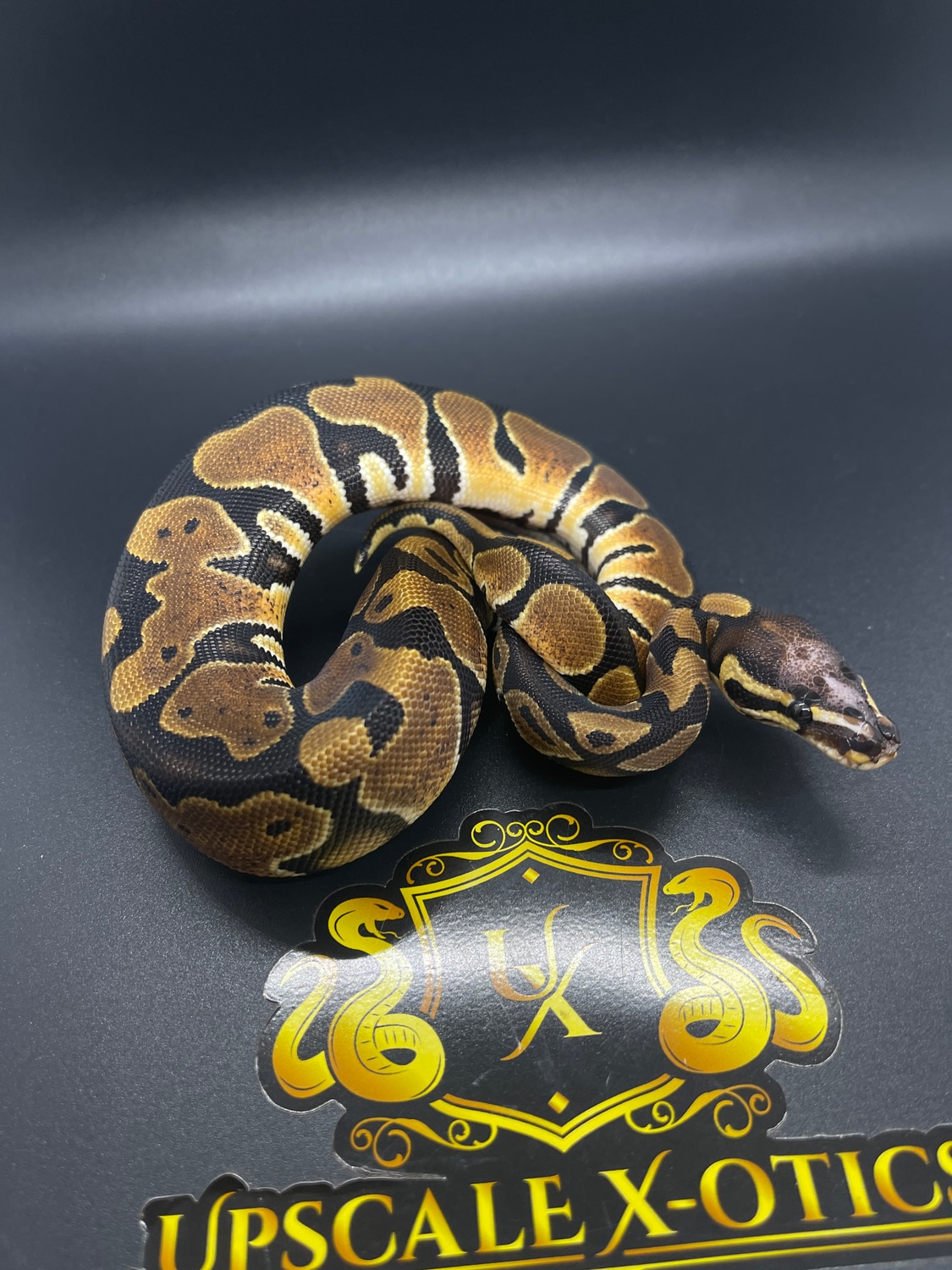 Microscale Ball Python by Upscale X-otics - MorphMarket