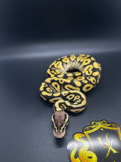 Pastel Phantom Het Clown Pos Leopard Ball Python by Upscale X-otics