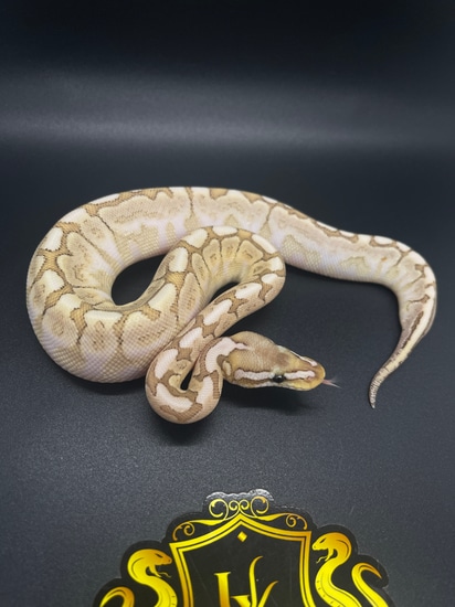 Pastel Bamboo Spotnose 66% Het Puzzle Ball Python by Upscale X-otics