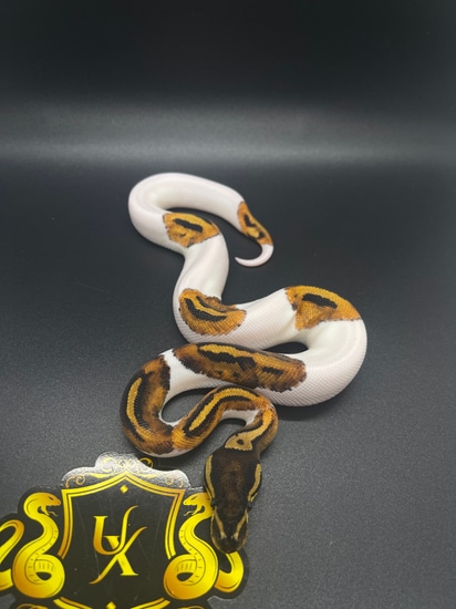 Pied Het Ultramel Ball Python by Upscale X-otics