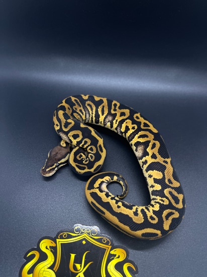 Leopard Pastel DH Ultramel Pied Ball Python by Upscale X-otics