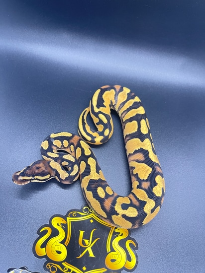 Super Orange Dream Yellow Belly Het Pied Ball Python by Upscale X-otics