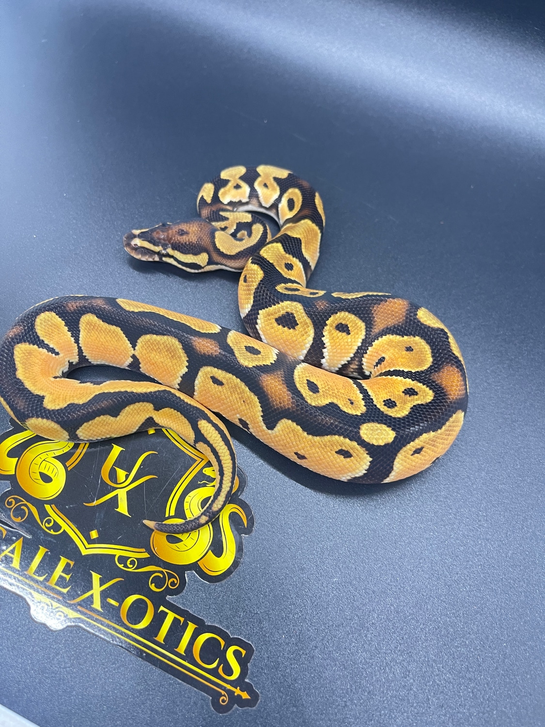 Super Orange Dream Yellow Belly Het Pied Ball Python by Upscale X-otics ...