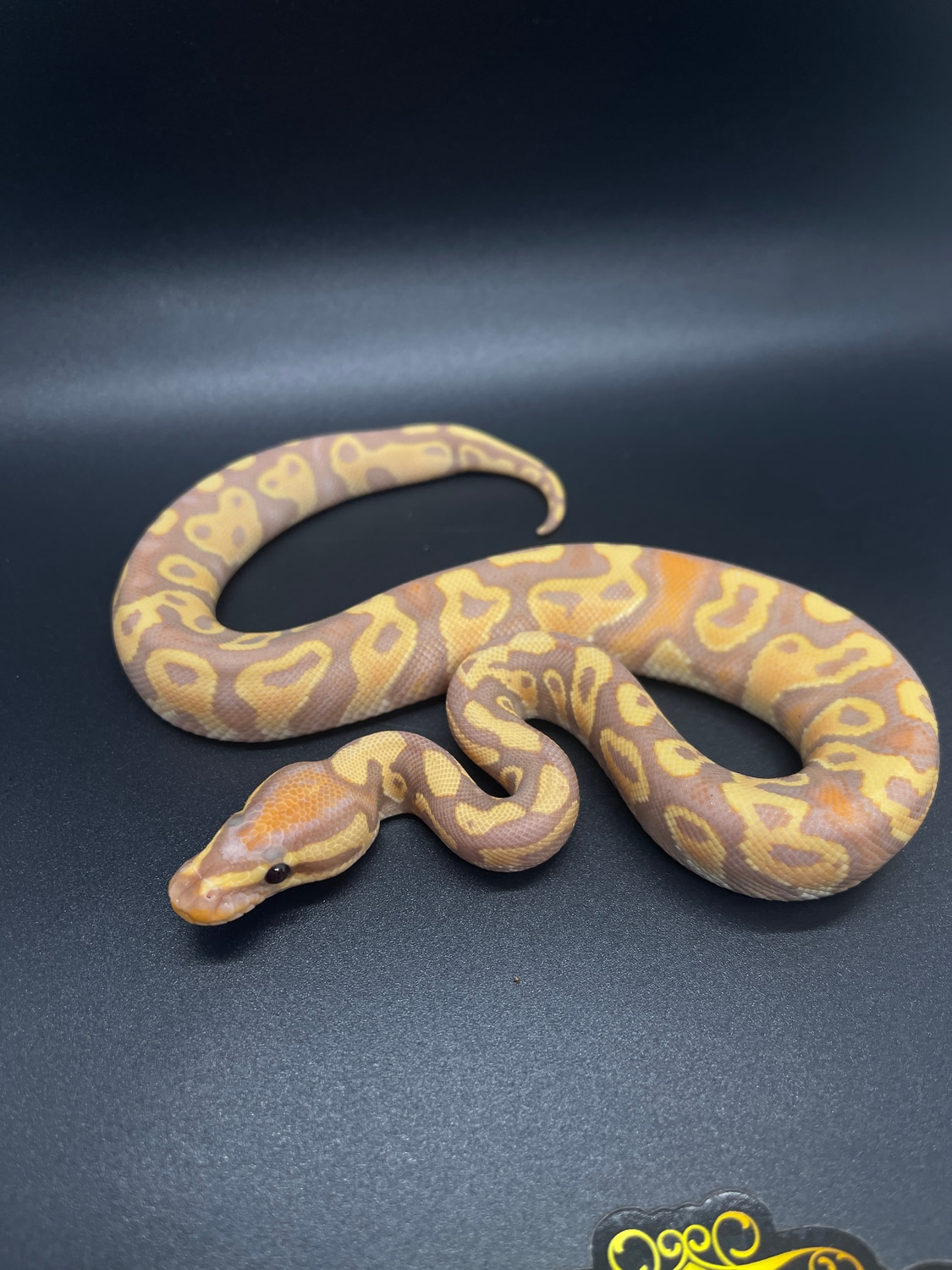 Yellowbelly Banana Enchi/Blade Het Clown Ball Python by Upscale X-otics ...