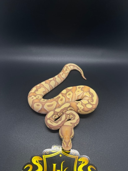 Yellowbelly Banana Lesser Blade/Enchi Het Clown Ball Python by Upscale ...