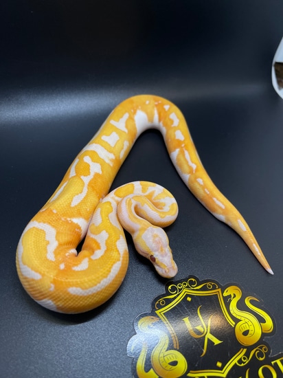 Dreamsicle Ball Python by Upscale X-otics