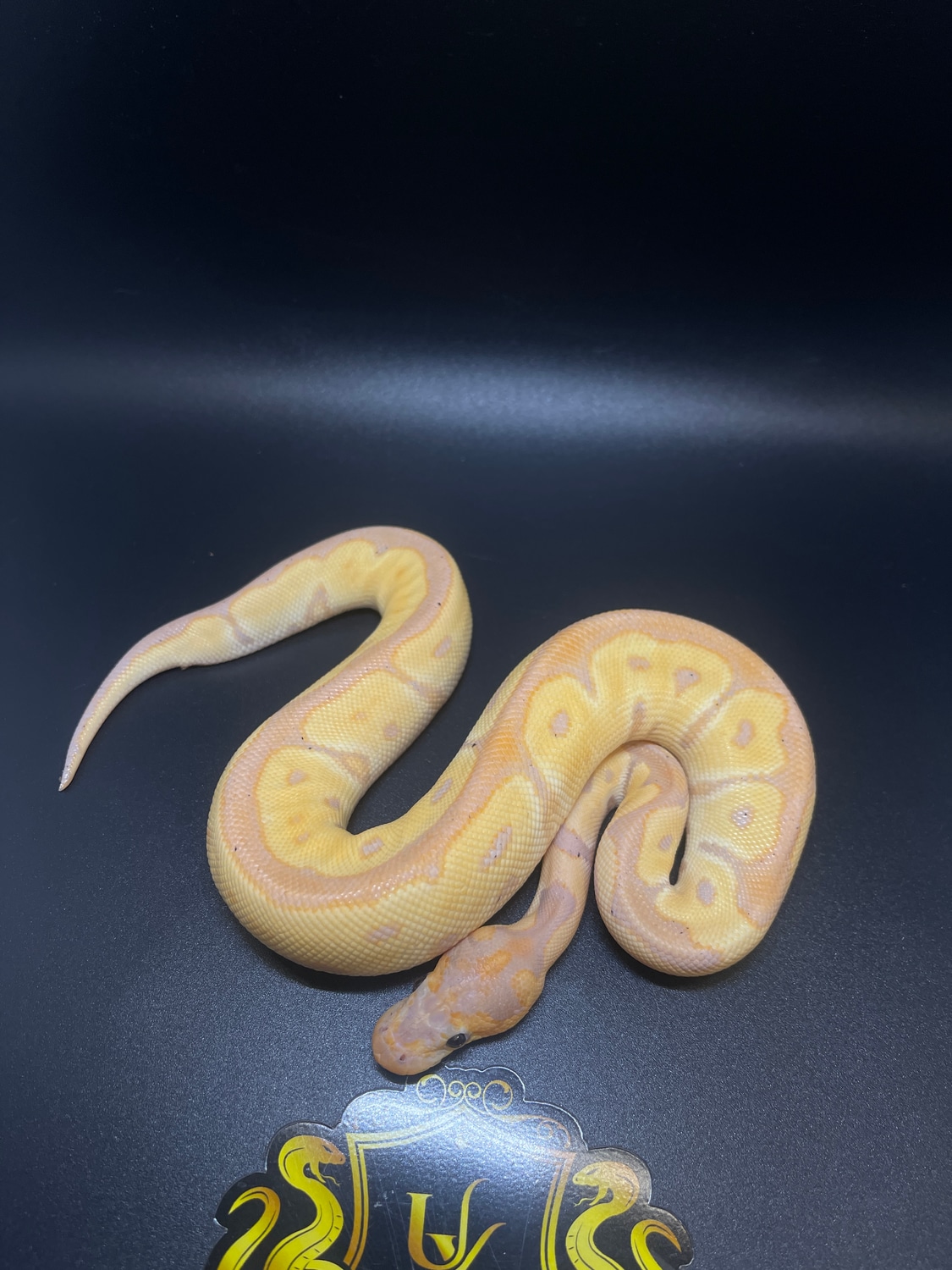 Banana Clown Pos Blade Ball Python by Upscale X-otics - MorphMarket