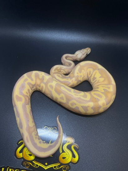 Banana GHI Leopard Vanilla Het Clown Pos Sugar Blade Ball Python by Upscale X-otics