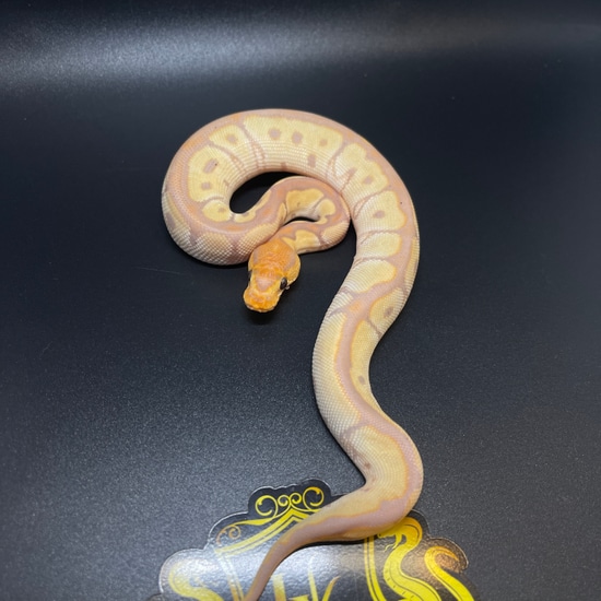 Banana Clown Ball Python by Upscale X-otics