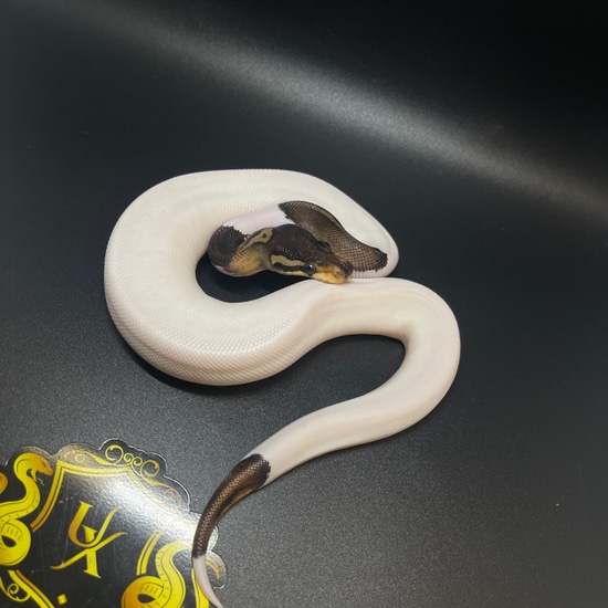 Black Pastel Cinnamon (8-ball) Pied Ball Python by Upscale X-otics