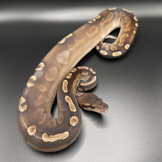 Super Cinnamon GHI Ball Python by Upscale X-otics