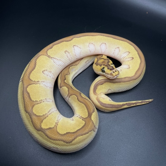 Butter Enchi Leopard Clown Ball Python by Upscale X-otics
