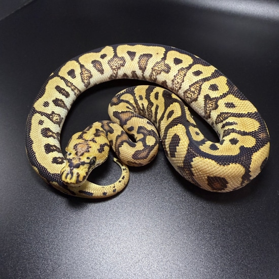 Leopard Spotnose Fire Clown Ball Python by Upscale X-otics