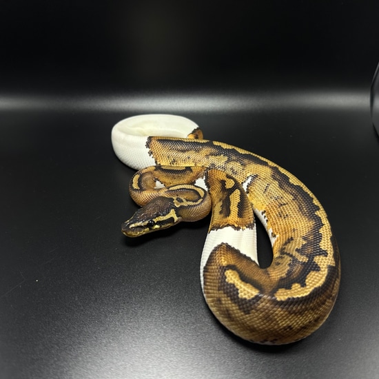 Pied Het Ultramel Pos Special Ball Python by Upscale X-otics