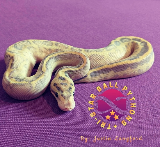 Ivory Orange Dream Leopard Enchi 50% Het Clown Ball Python by Tri-Star Ball Pythons