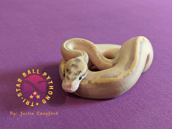Ivory Enchi Orange Dream 50% Het Clown Ball Python by Tri-Star Ball ...
