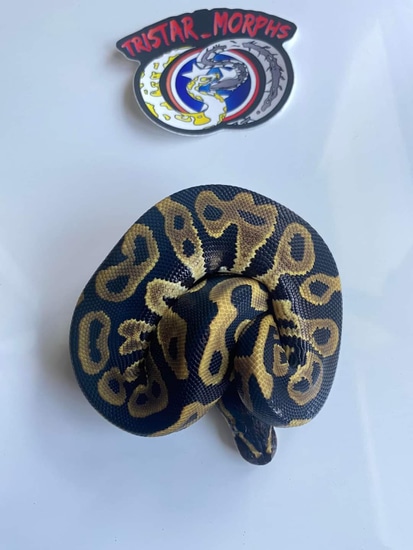 Leopard Ball Python by TriStar_Morphs and Rattery