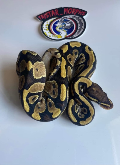 Fire Ball Python by TriStar_Morphs and Rattery