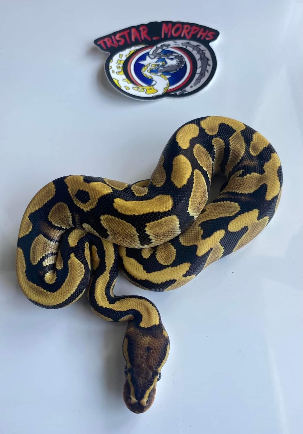 Fire Ball Python by TriStar_Morphs and Rattery - MorphMarket