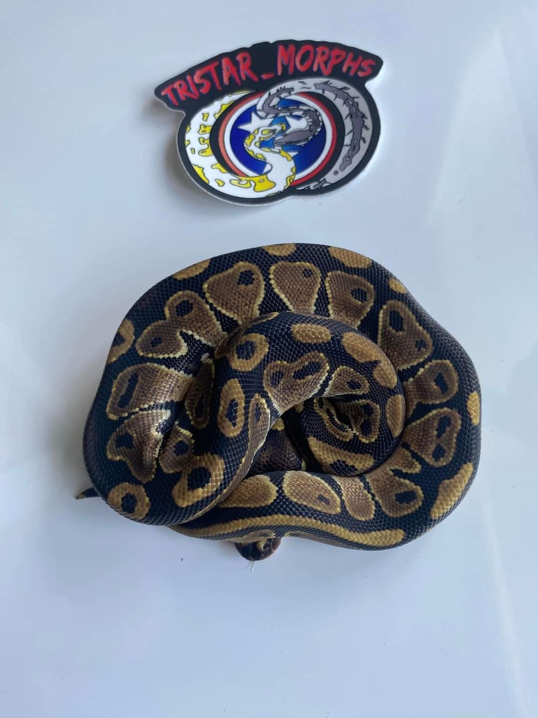 Normal Ball Python by TriStar_Morphs and Rattery - MorphMarket