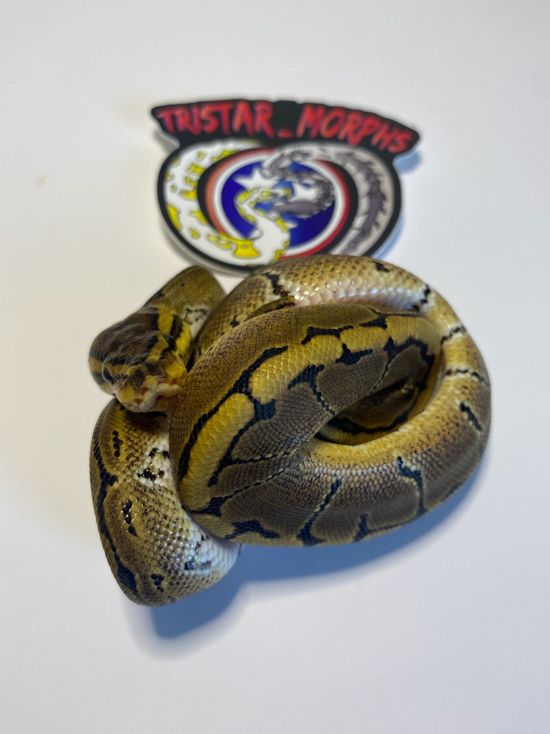 Pinstripe Ball Python by TriStar_Morphs and Rattery - MorphMarket