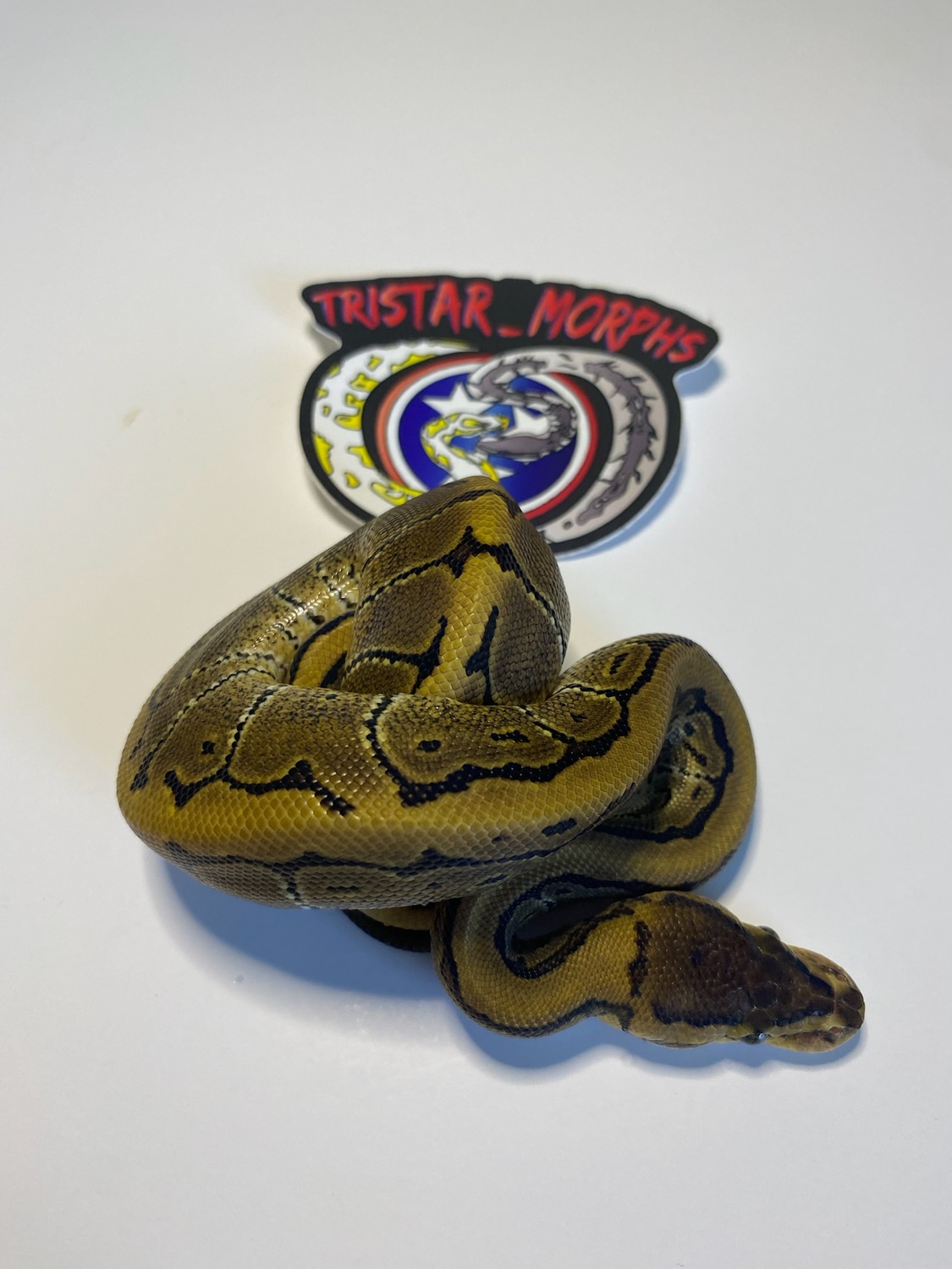 Pinstripe Ball Python by TriStar_Morphs and Rattery - MorphMarket