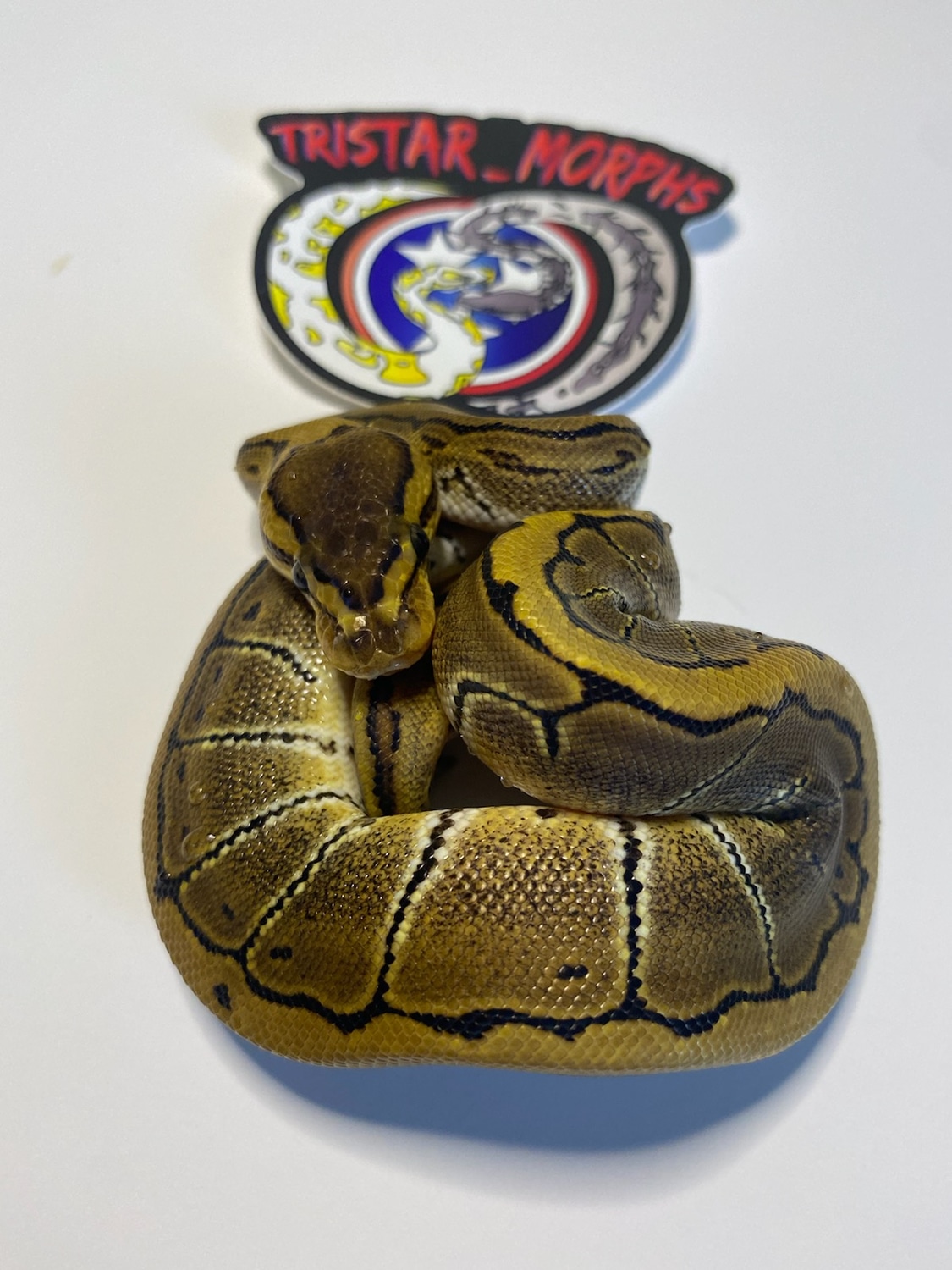 Pinstripe Ball Python by TriStar_Morphs and Rattery - MorphMarket